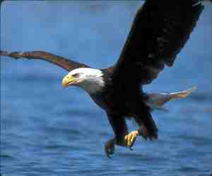AQUILA nei sogni. Cosa Significa Sognare Aquile | Guida Sogni
